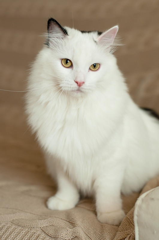 vik v 8 — Postimages