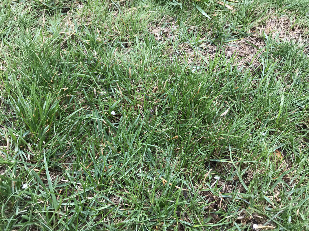 What are these bumpy grass things on my lawn? | Lawn Care Forum