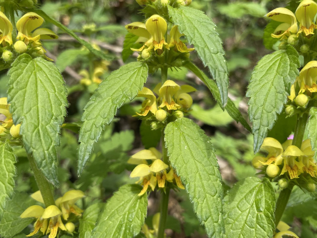 AA76 D9 EA A84 A 4 EDD A3 FF BC835481 DACF — Postimages