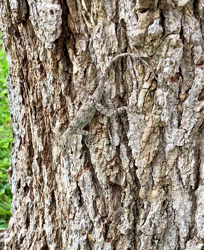 Mango tree camouflage lizard — Postimages