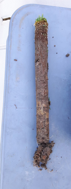 What's the longest roots you've ever seen? | Lawn Care Forum