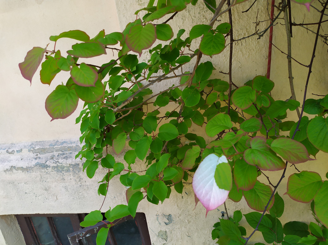 IMG 20230526 135203 — Postimages