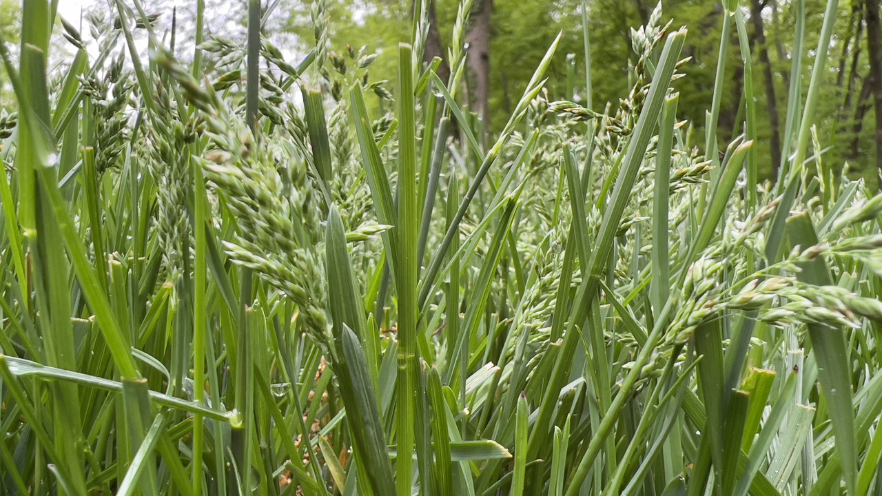 POA Annua or Pratensis? | Lawn Care Forum