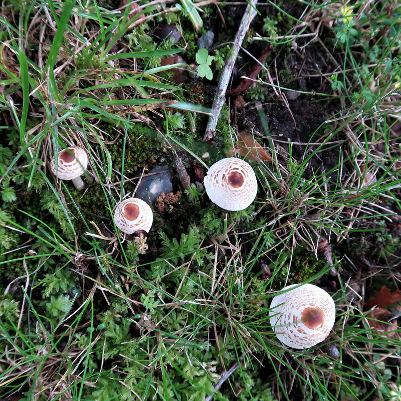Stinking Dapperling Lepiota christata 2023 07 24 003 3 — Postimages