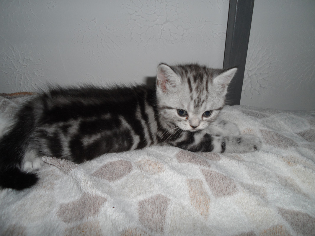 SAM 7479 — Postimages