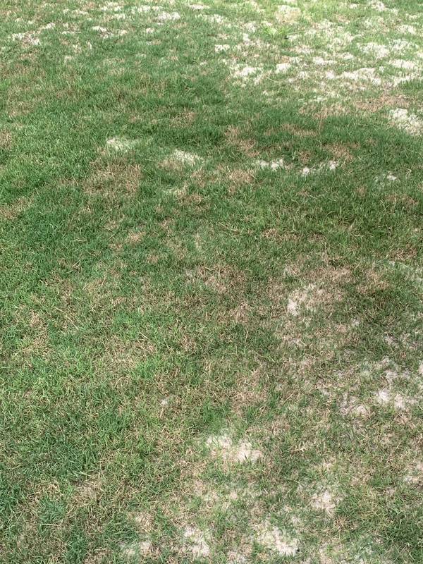 Aeration & Sand Recovery Time | Lawn Care Forum