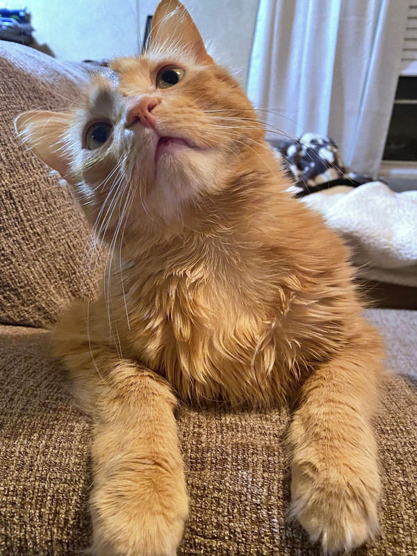 Cat 8 — Postimages