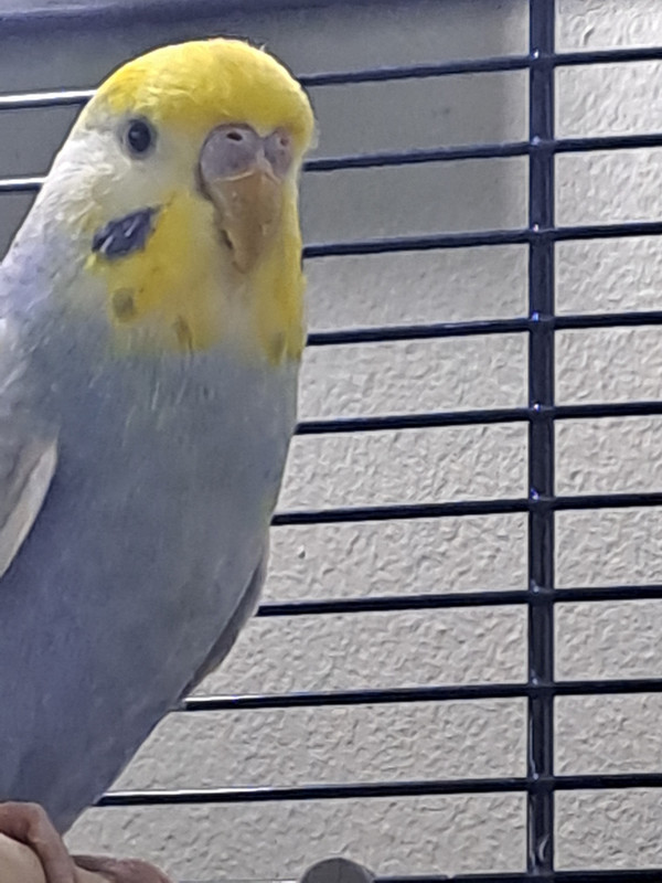 Mojo 3 — Postimages