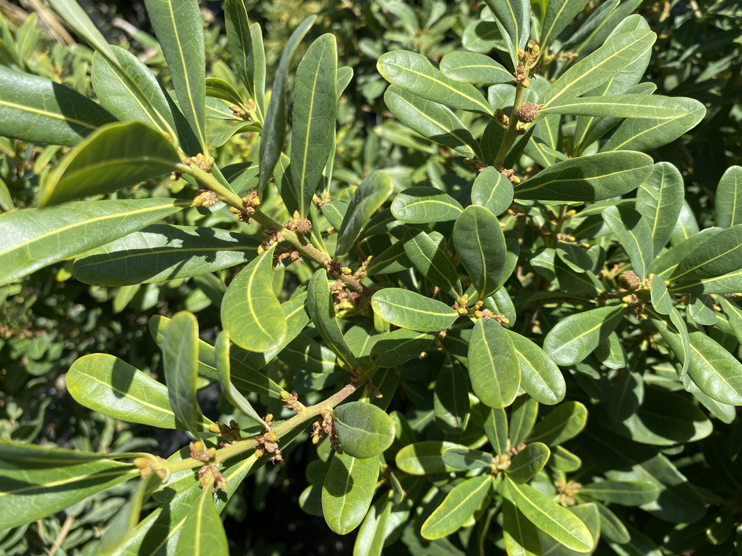 IMG 2677 — Postimages