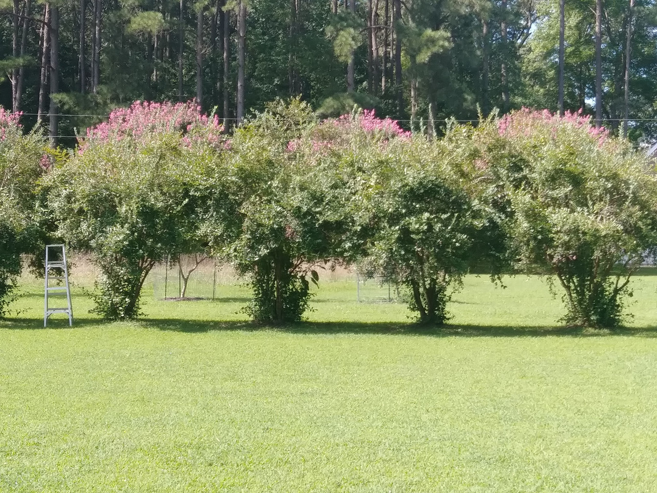 The Back Yard Is Coming Along - 24hourcampfire