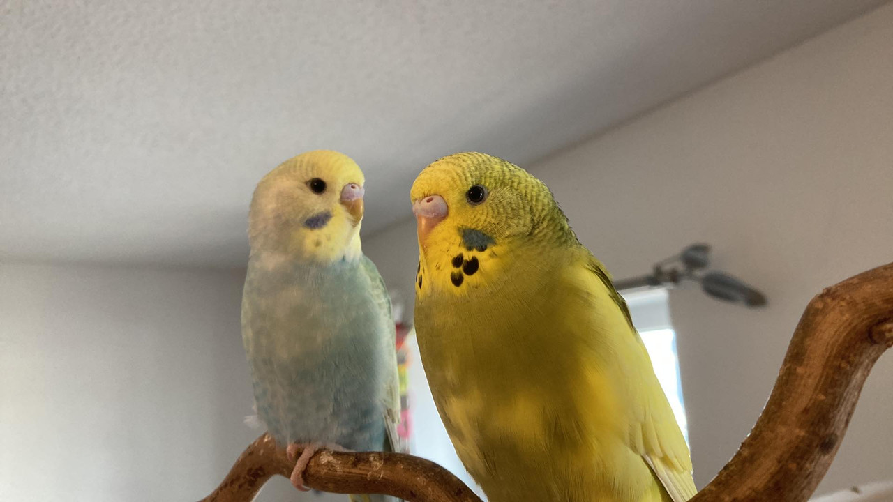 received 174744205491069 — Postimages