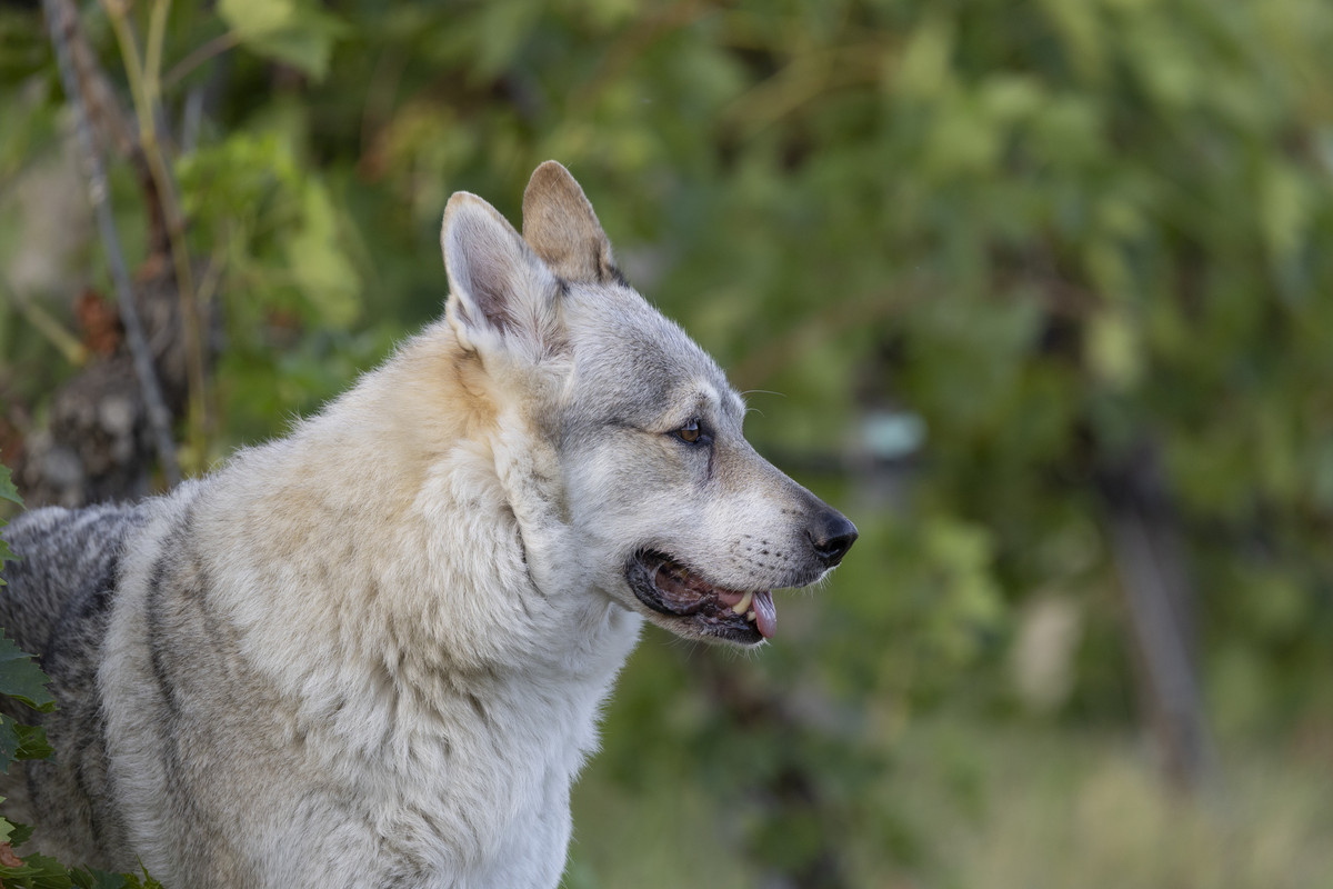 DAN 2348 — Postimages