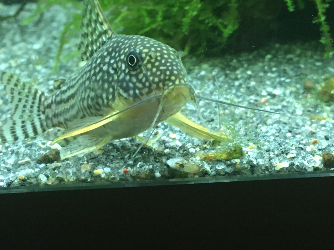 Fish Head Memes Fish Face Is The New Duck Face Meme Guy