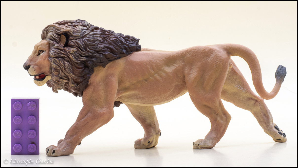 Papo 50307 African lion: a walkaround by Kikimalou