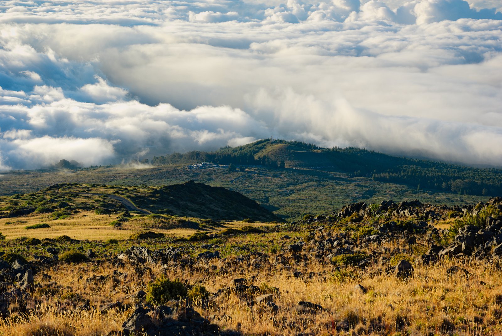 A forest above the clouds — Postimages