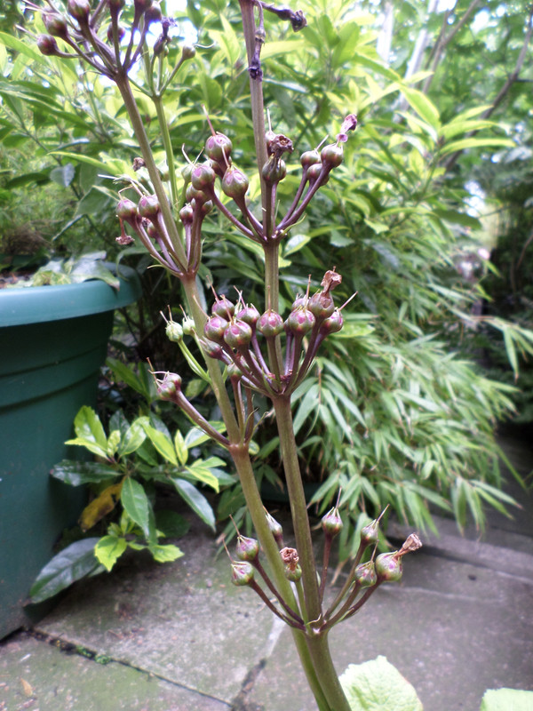 SAM 2925 — Postimages