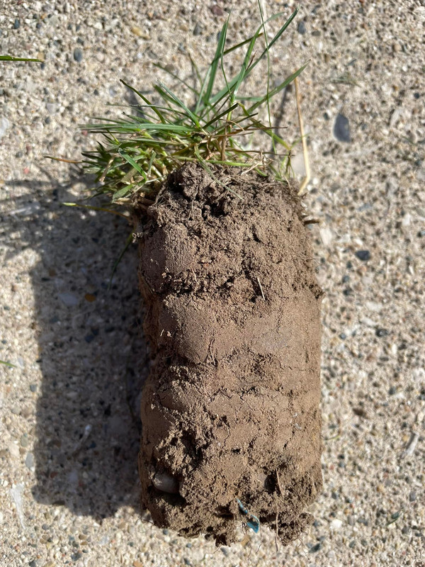 Why can't I ever spot the thatch layer? | Lawn Care Forum