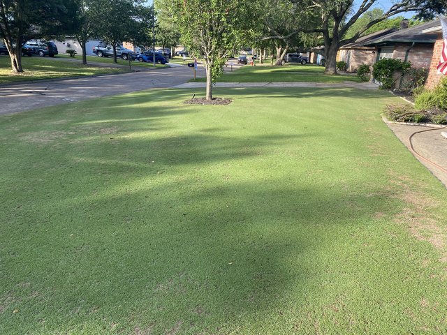 Should I Resod? | Lawn Care Forum