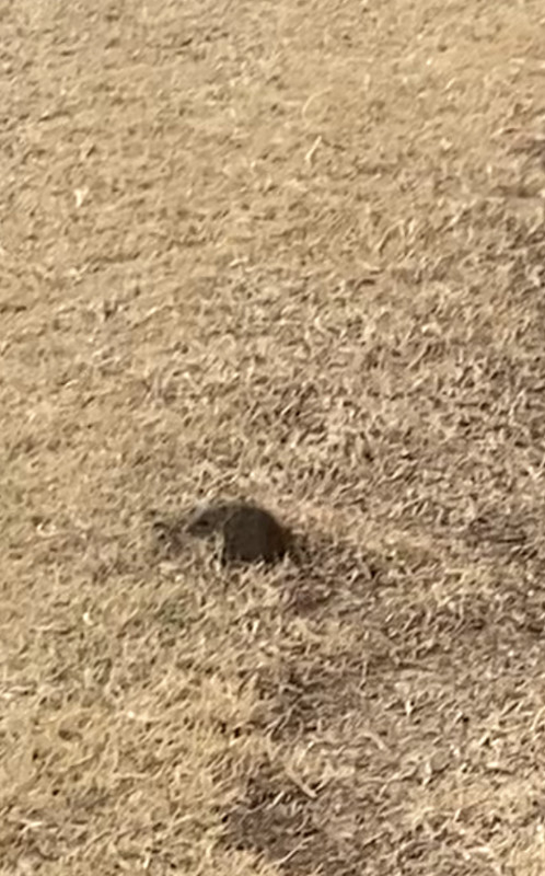 Mice Eating My Lawn! | Lawn Care Forum