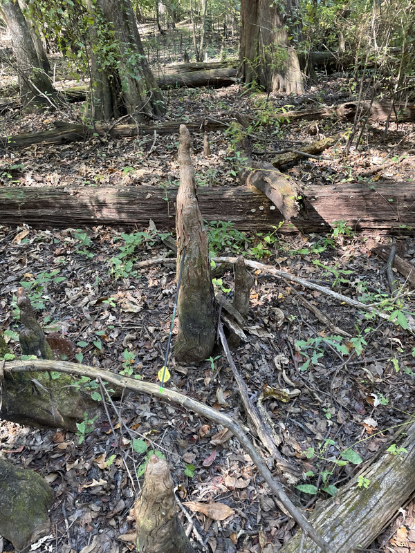 IMG 8735 — Postimages