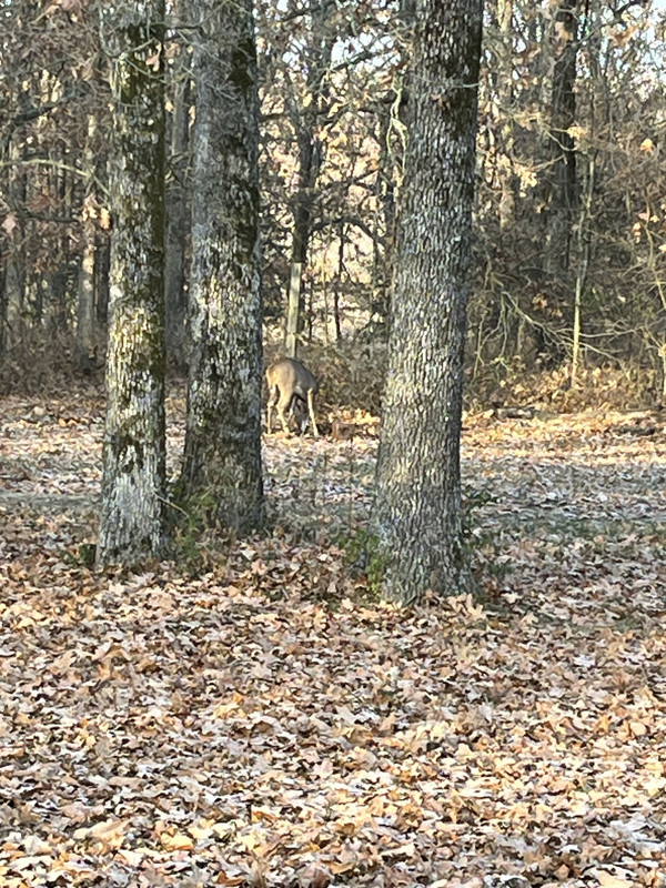 IMG 3637 — Postimages