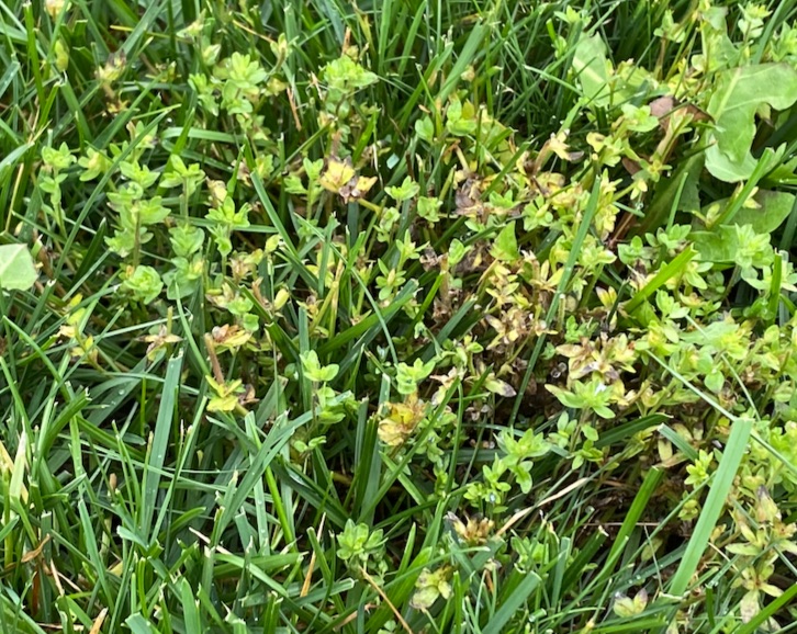 Advice Needed - How to get rid of these guys! | Lawn Care Forum