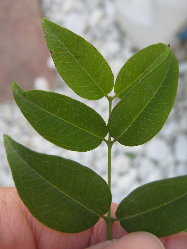 jaboticabas id paraguay leaf — Postimages