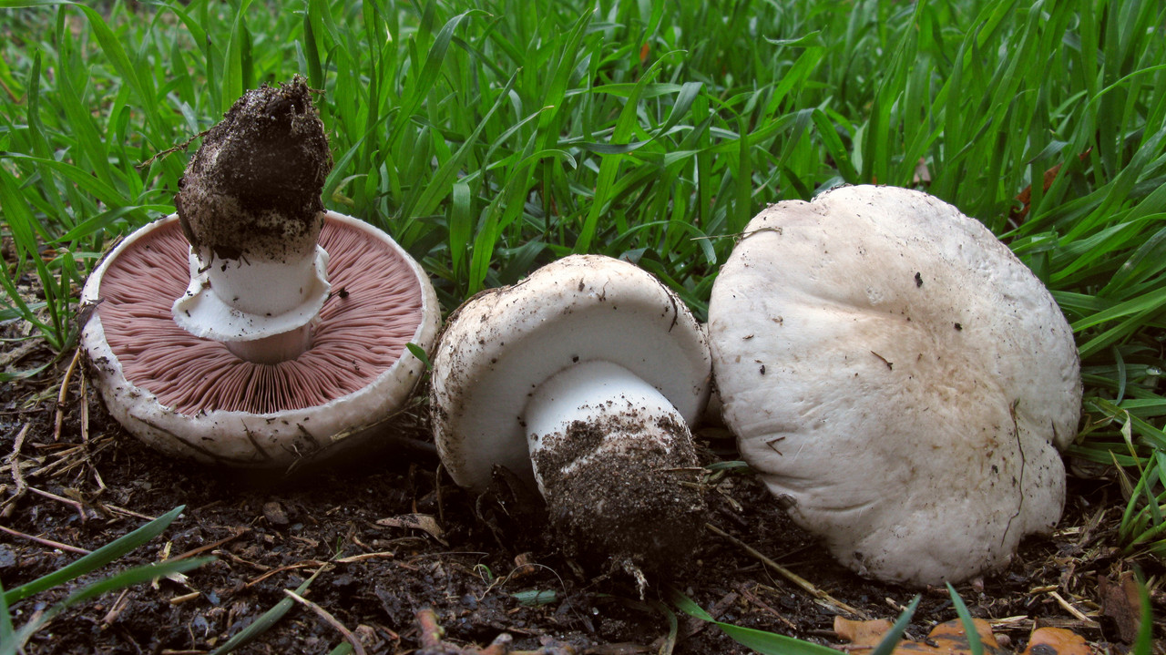 Agaricus campestris 2 AWP 20201004 — Postimages