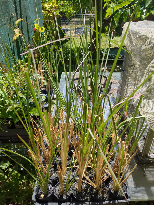 Imagepipe 24 1211 — Postimages