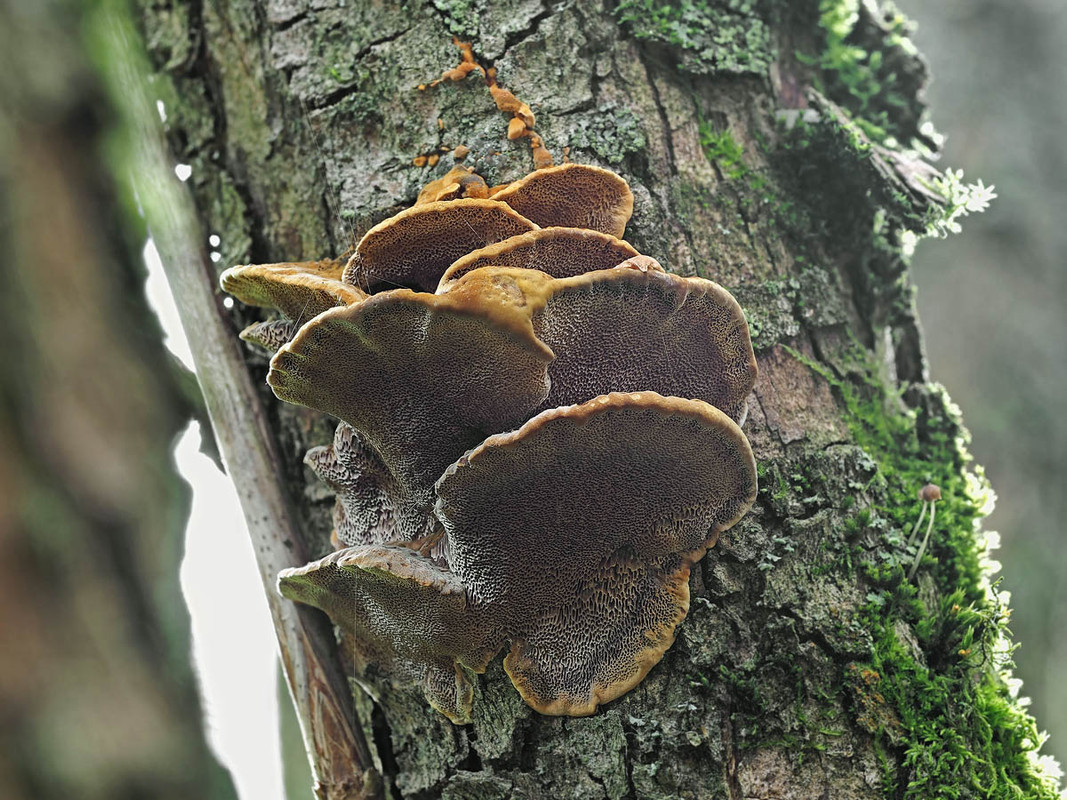 Phellinus sp 2 SAE 20190731 — Postimages