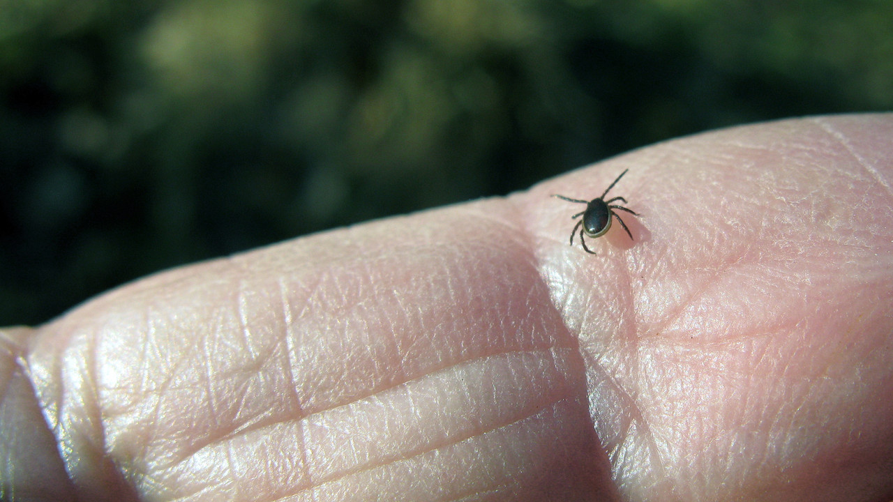 Ixodes persulcatus Самец AWP 20220311 — Postimages