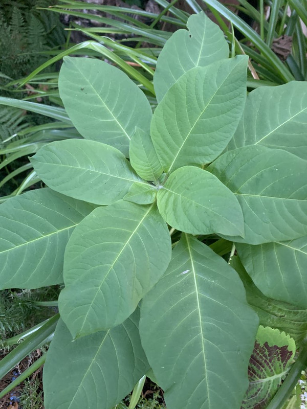 6 A751445 27 D0 431 E 85 FF 5870 B64 D1223 — Postimages