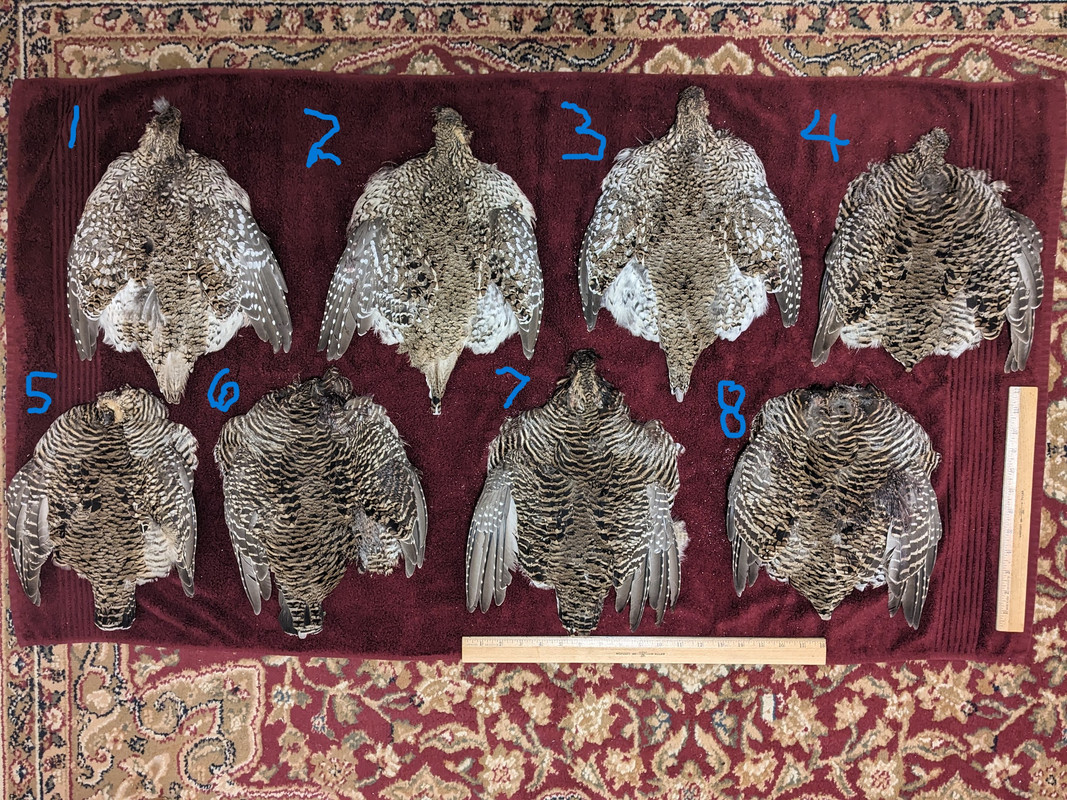 8 Grouse Pelts 3 ST 5 GPC — Postimages