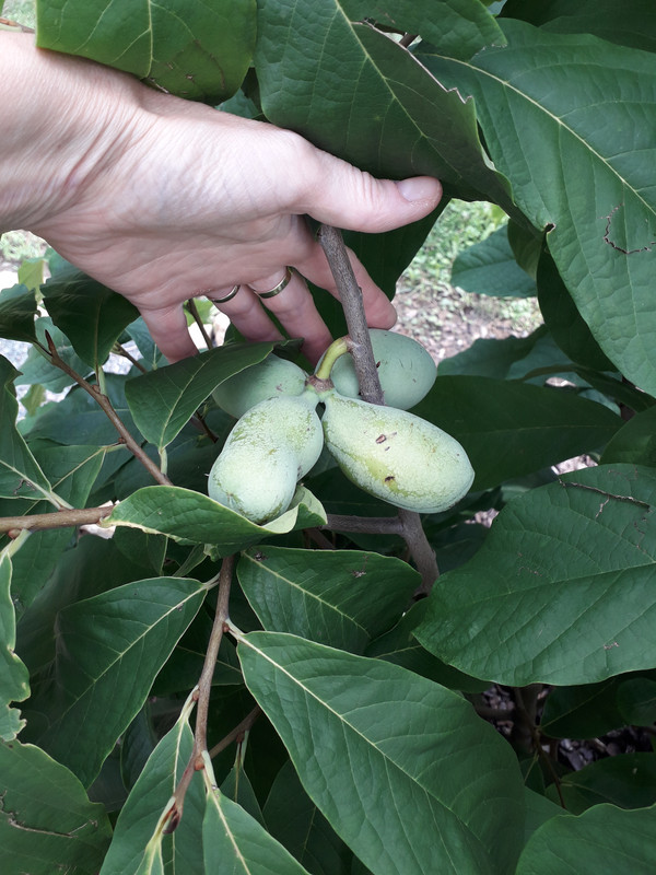 20220707 111720 — Postimages