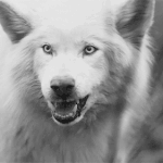 Guide to Breeding/Mutation Genetics! |:| Wolvden