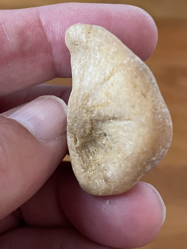 Otolith-like thing - Fossil ID - The Fossil Forum