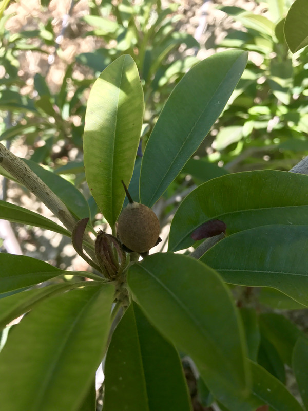 Sapodilla Fruit ( Alano1) — Postimages
