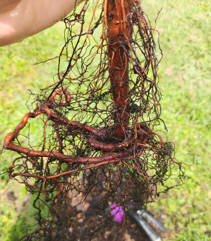 mango2 — Postimages