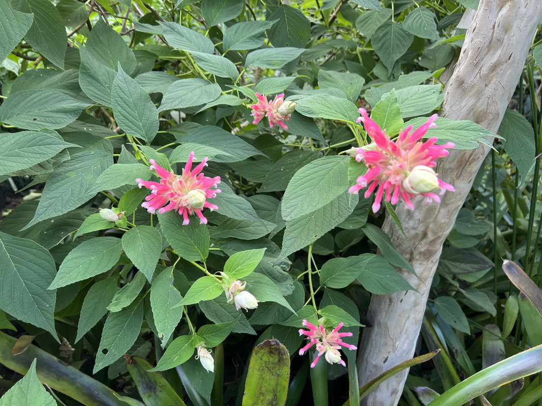 IMG 9182 — Postimages