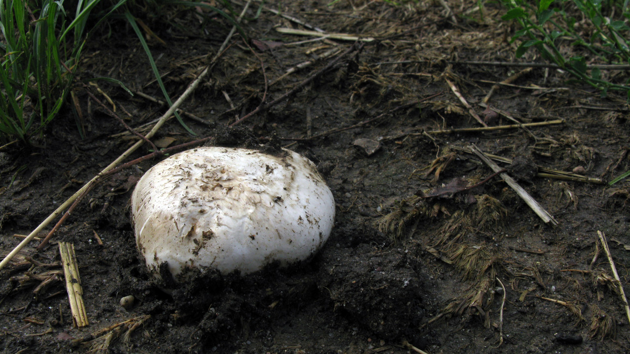 Agaricus bitorquis AWP 20220911 — Postimages