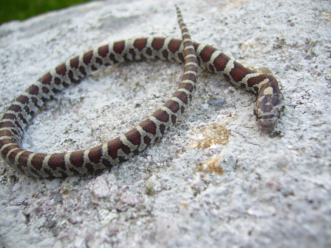 Small snake — Postimages