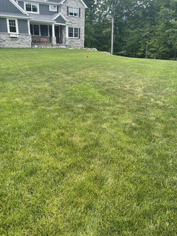 Nutrient deficiency or under watering? | Lawn Care Forum