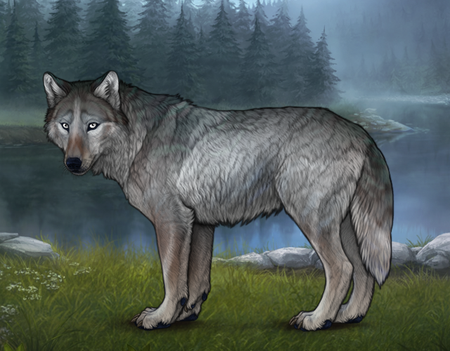 Chased Wolves record From Eiderdown |:| Wolvden