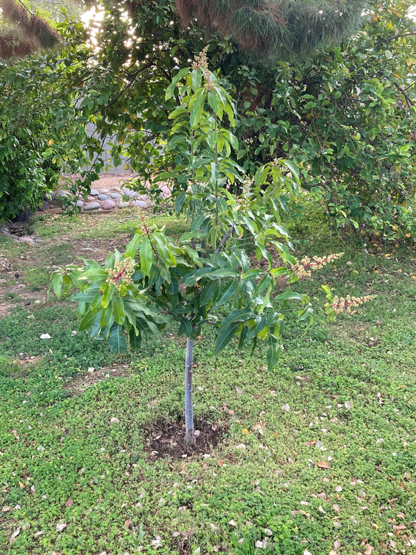 MANGO3 — Postimages