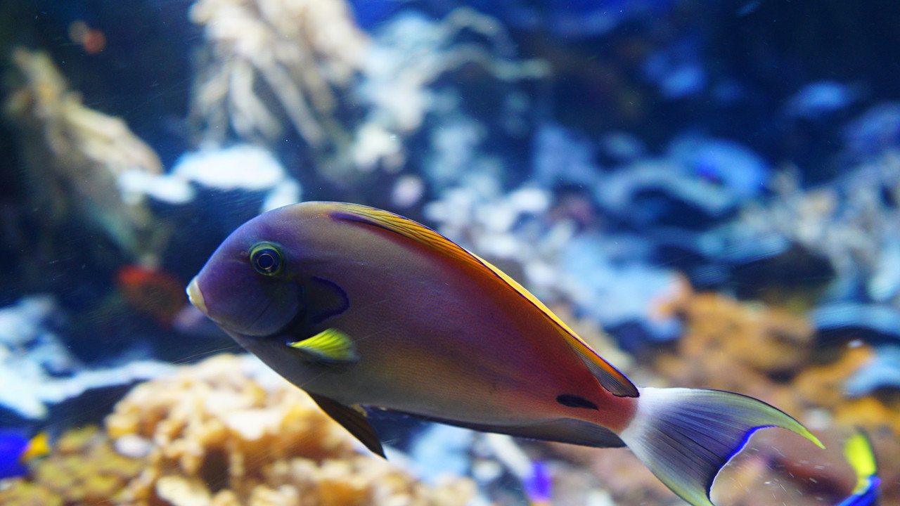 DSC00809 JPG 1 — Postimages