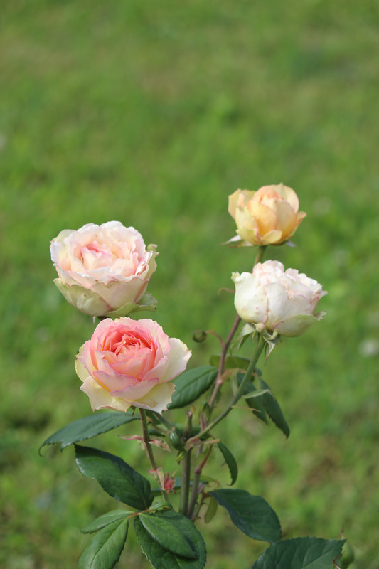 IMG 4941 — Postimages