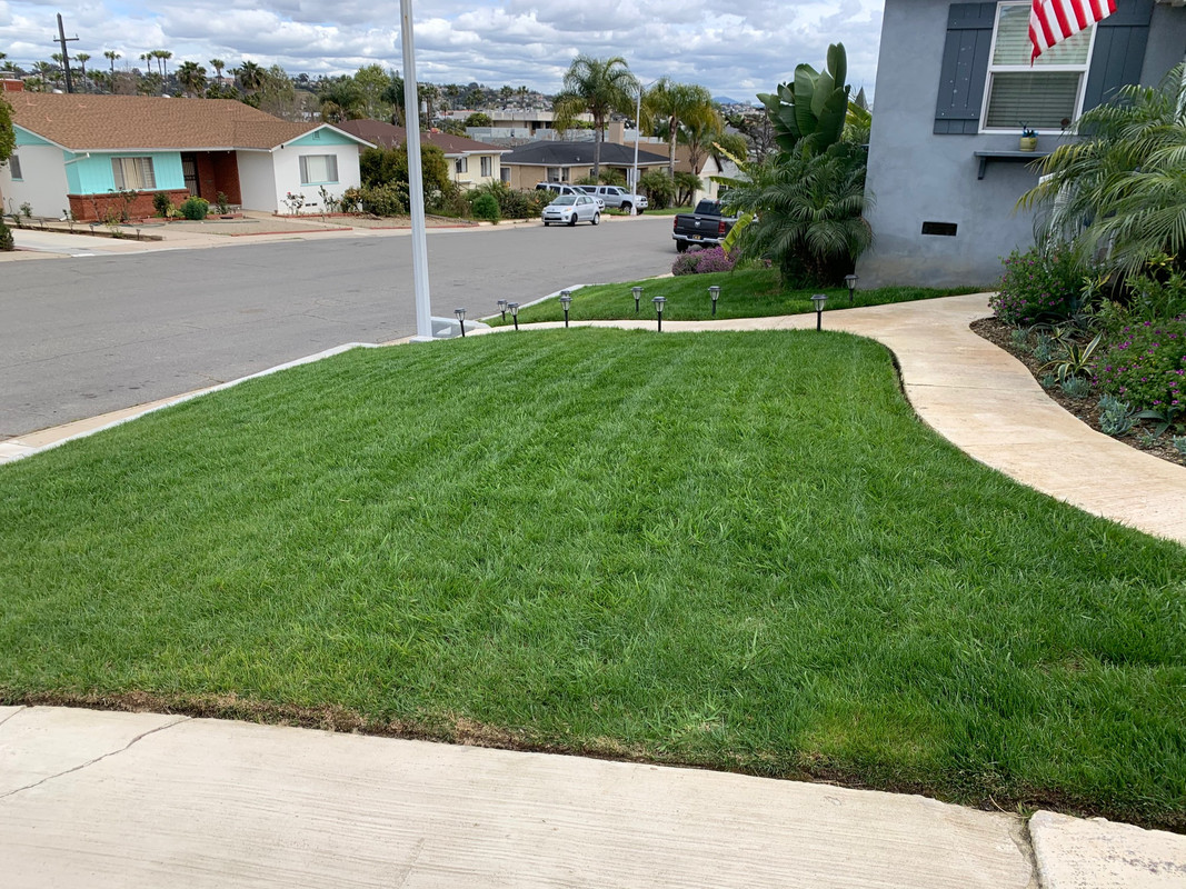 Dallisgrass in CA Cool Season Lawn | Lawn Care Forum