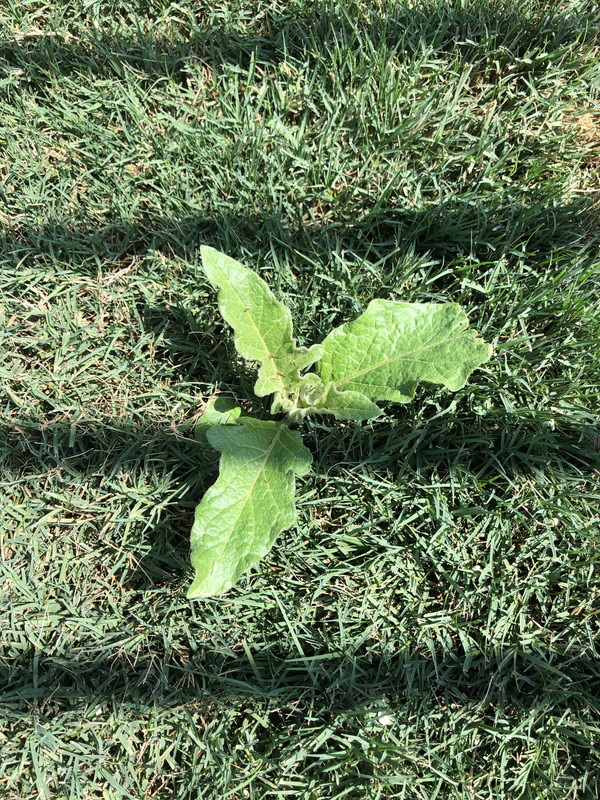 Persistent Weed - Need Help | Lawn Care Forum