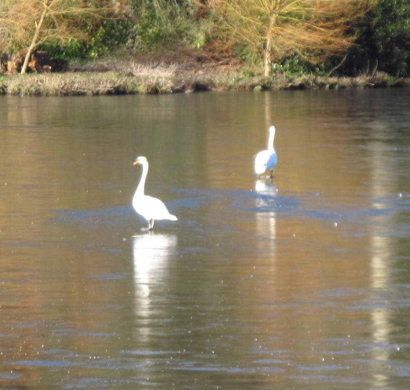 bird ice — Postimages