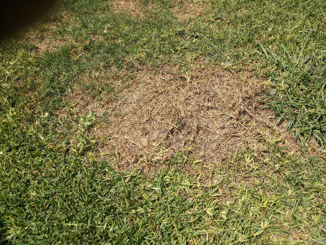 Chinch bug damage? | Lawn Care Forum